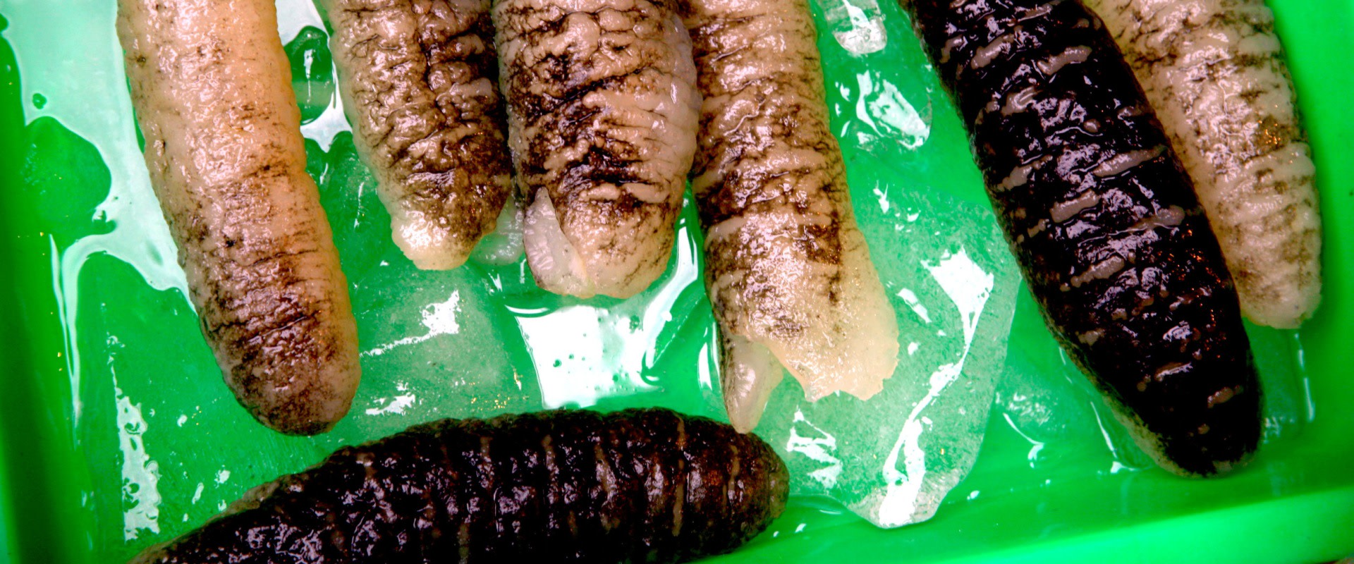 Processing Sea Cucumber: A Comprehensive Guide